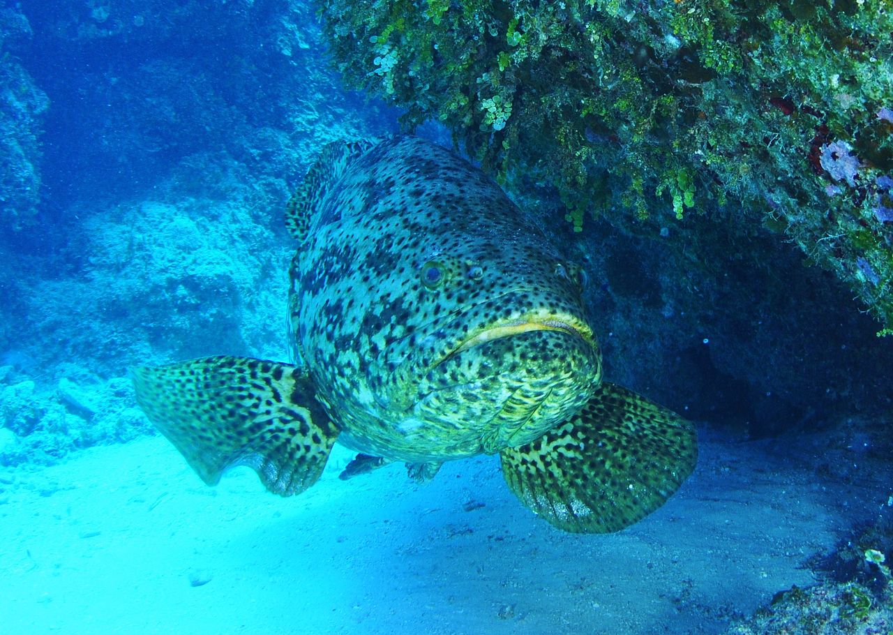Goliath Grouper - SNSH