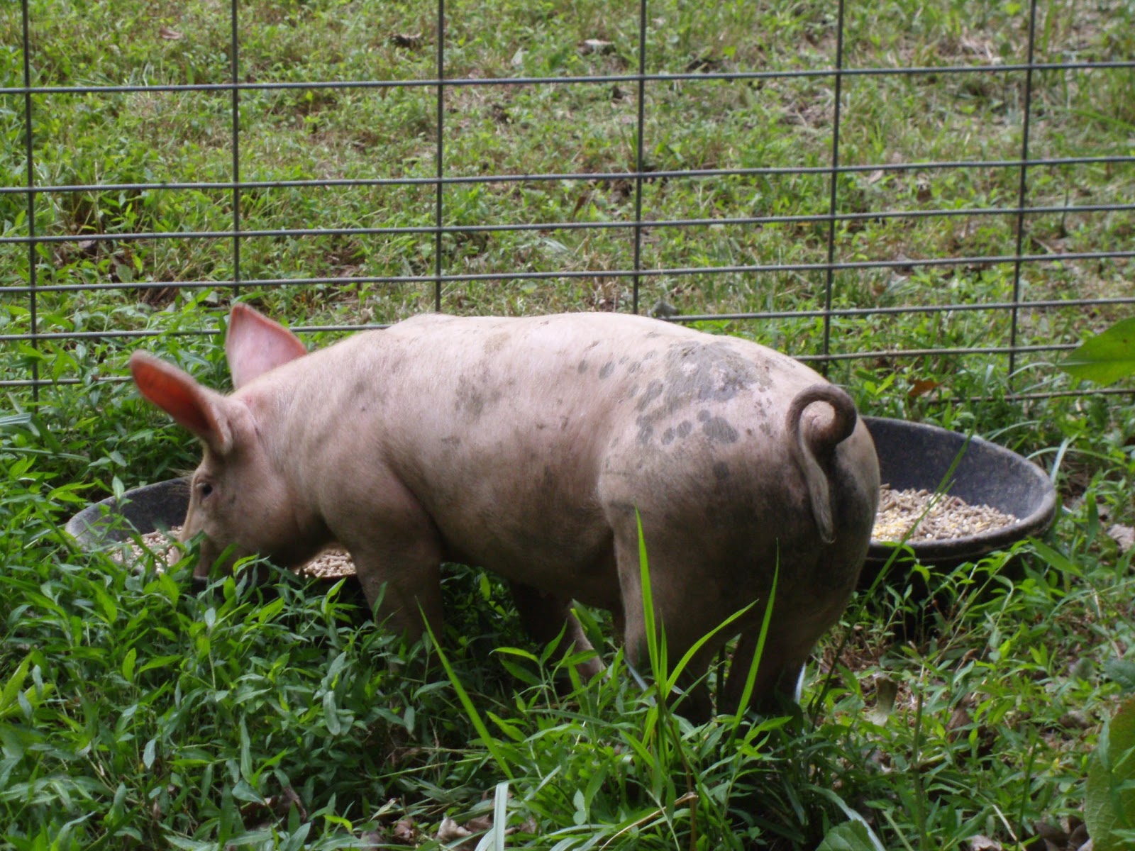 MCR's thoughts...: A redneck pig pen or "re-purposing pallets" for hog ...