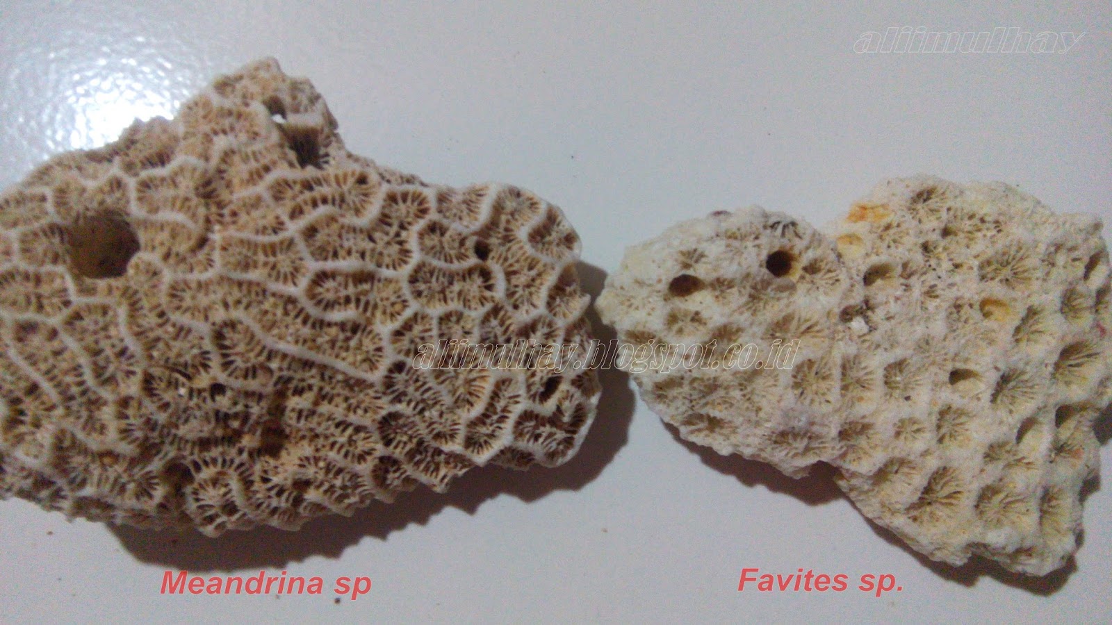 Praktikum Keanekaragaman Invertebrata Phylum Cnidaria (Favites sp ...