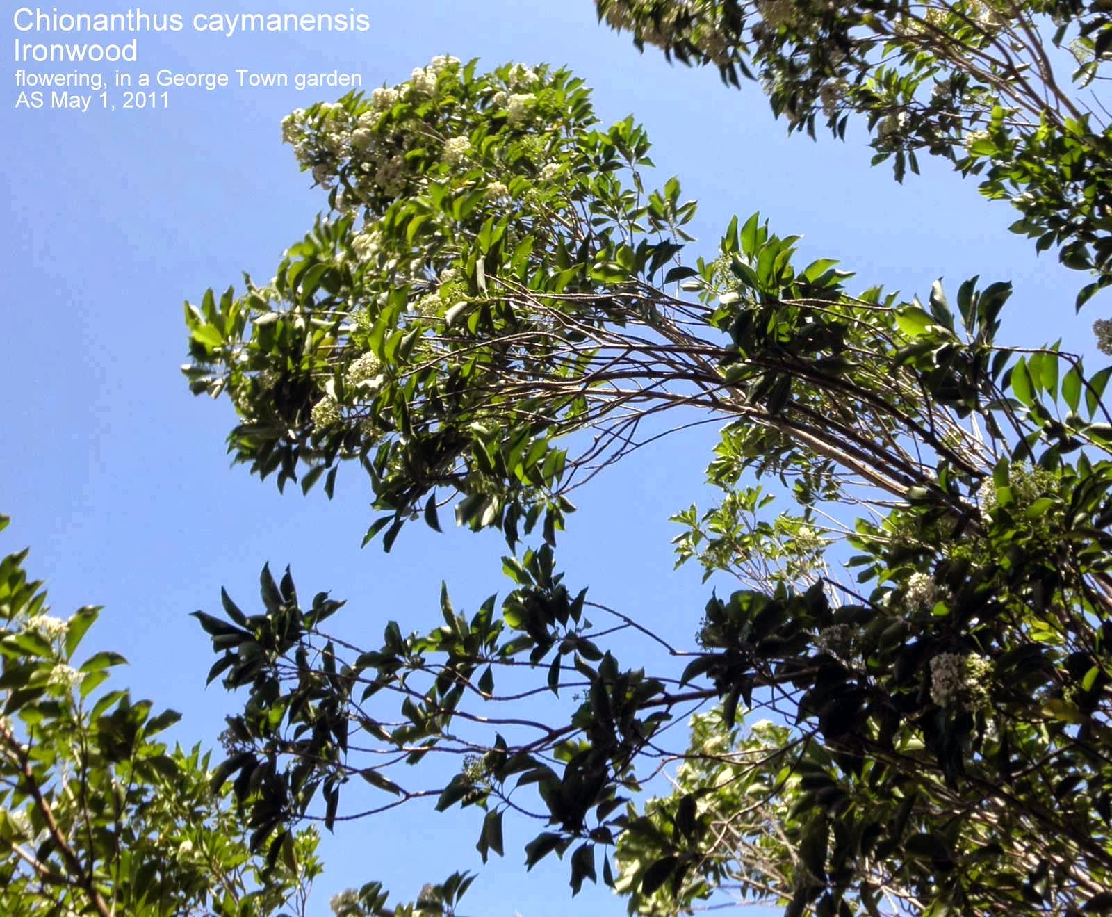 CaymANNature: Cayman PLANTS