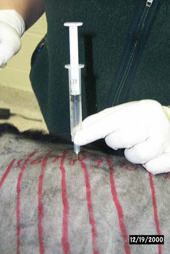 Happy Pet Solutions: THORACOCENTESIS AS DIAGNOSTIC AND THERAPEUTIC TOOL ...