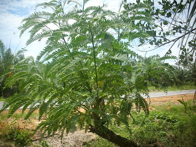 Daun Turi Masak Lemak Dengan Keledek - Amie's Little Kitchen