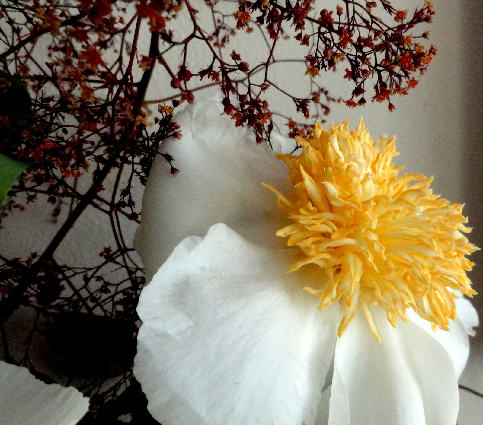 danger garden: In a Vase on Monday, the power of Peonies