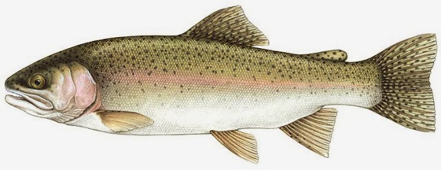 Dan Chibo: MAAJABU YA DUNIA: Samaki Aina ya Sato Aingia Tumboni mwa ...