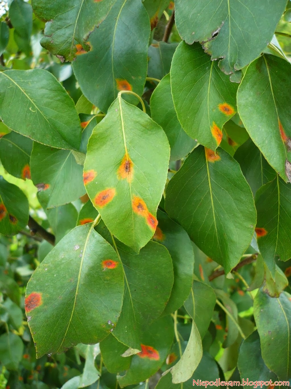 niepodlewam: Rdza gruszy