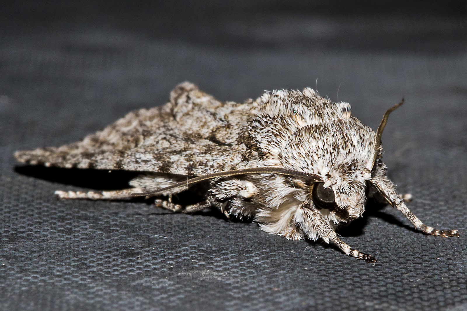 Butterflies, Dragonflies, Moths & other Insects: Sycamore Moth