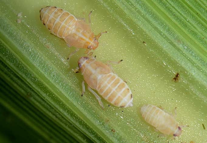Mengenal lebih jauh wereng jagung (Peregrinus Maidis Ashm,) Ancaman ...