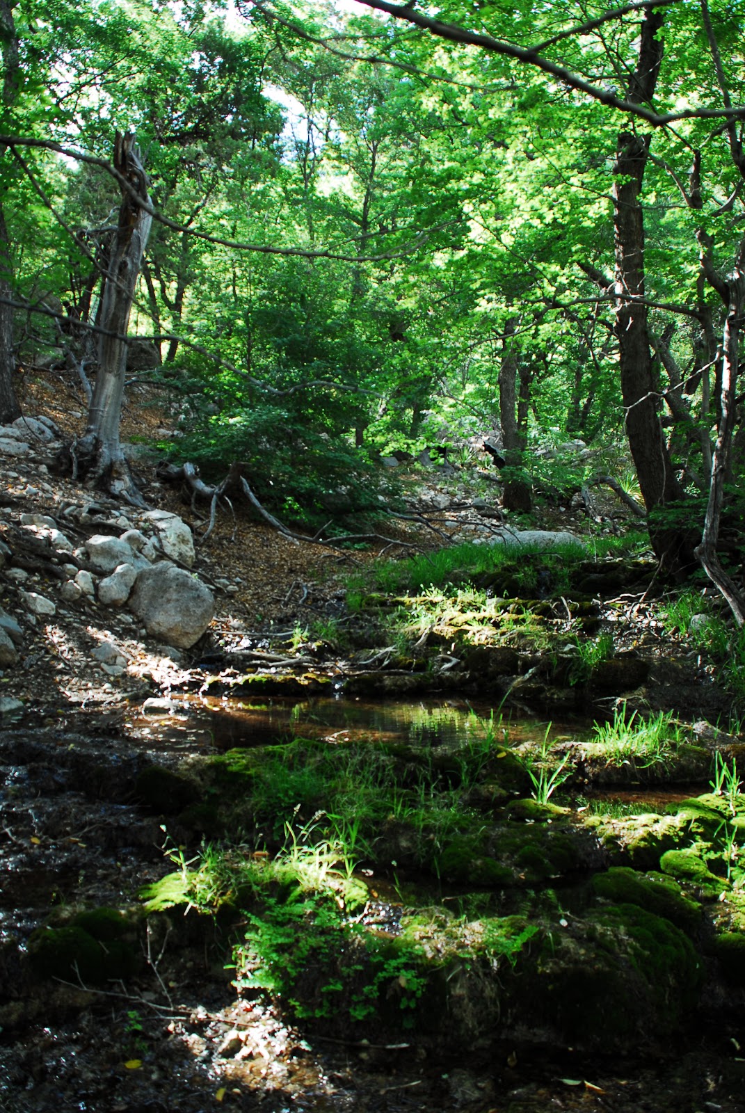 Texas Mountain Trail Daily Photo: Cool places for hot days! Smith ...
