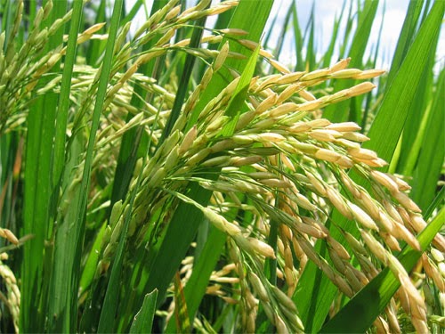 DIÁRIO COM A NATUREZA: 16 DE MAIO - ARROZAL - ARROZ - CEREAL - GRÃO