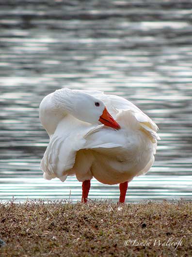The View from Squirrel Ridge: Goose Yoga