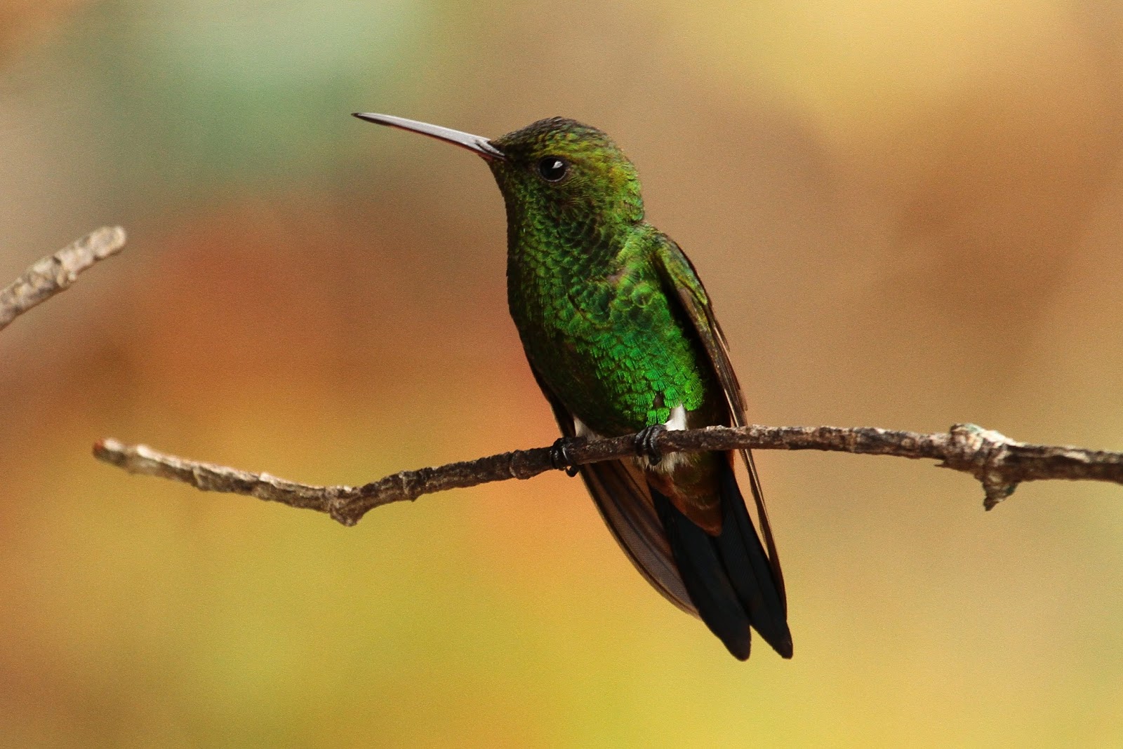 Nuestro bello mundo...: Colibris en la Casa Amaranta, altos Mirandinos ...