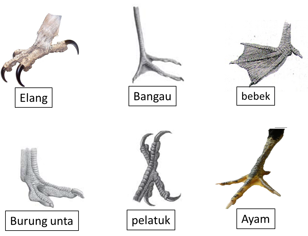 SELEKSI ALAM, ADAPTASI DAN EVOLUSI