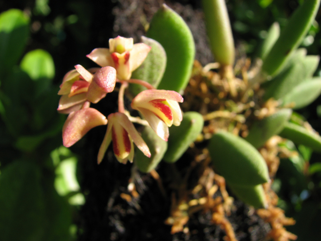 Dockrillia rigida care and culture | Travaldo's blog