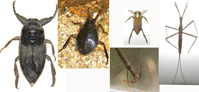 Arizona: Beetles, Bugs, Birds and more: Seining for native Arizona fish ...