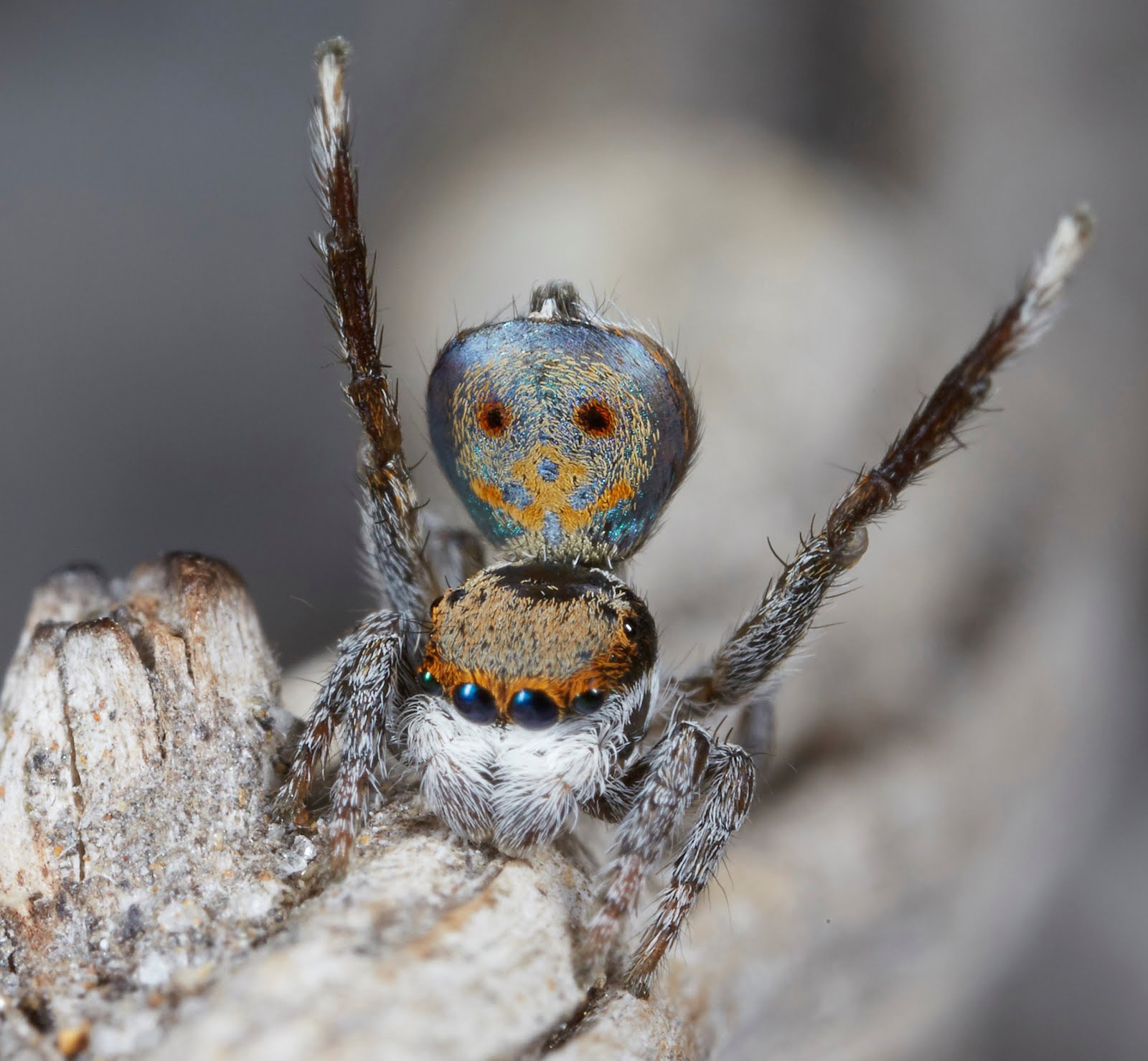 Species New to Science: [Invertebrate • 2016] Seven New Peacock Spiders ...