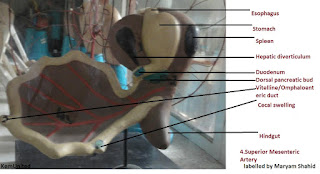 Embryology Models 2nd Year (labelled)
