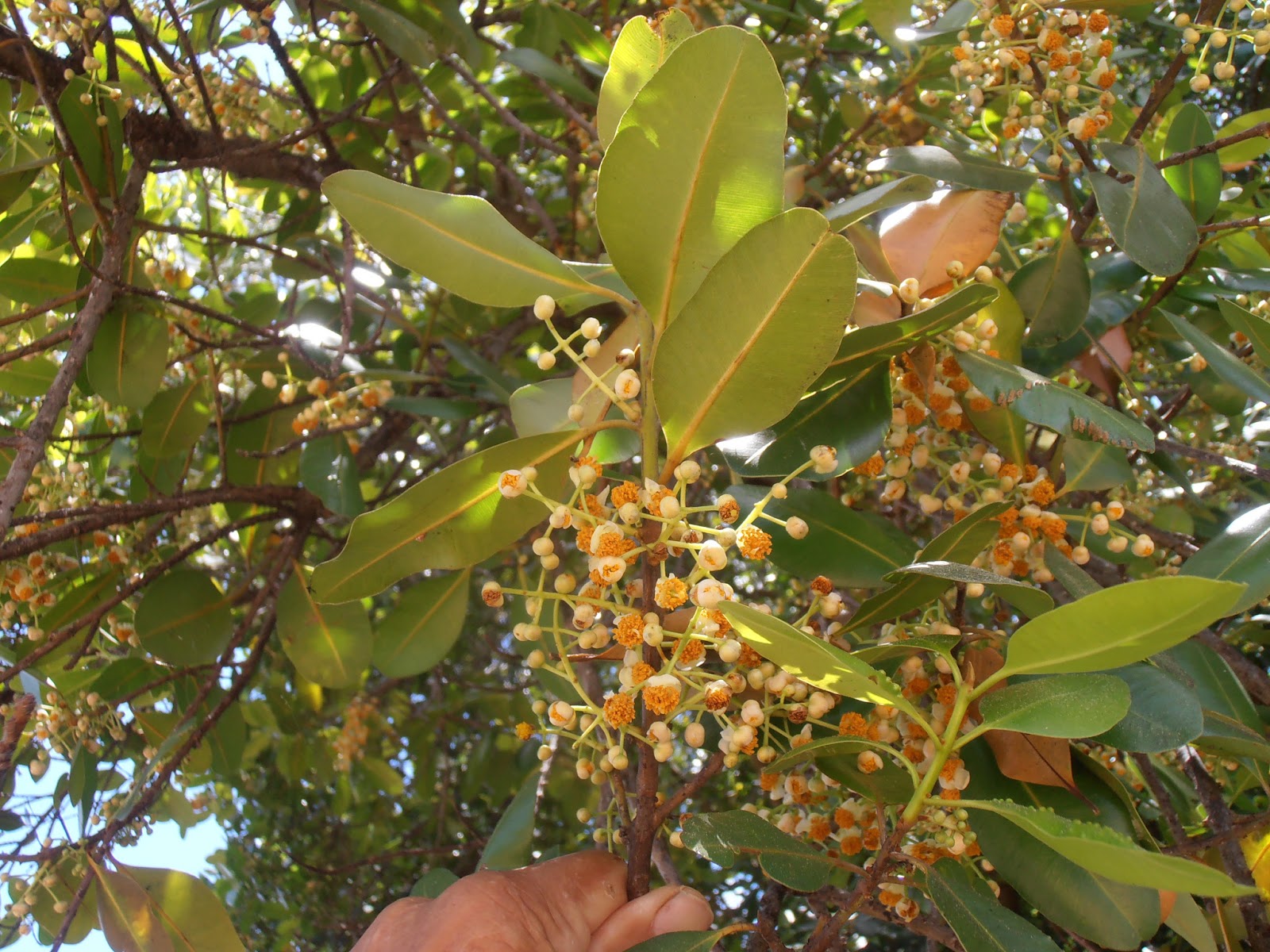 Flora de Puerto Rico Ilustrada Papo Vives: CLUSIACEAE Calophyllum ...