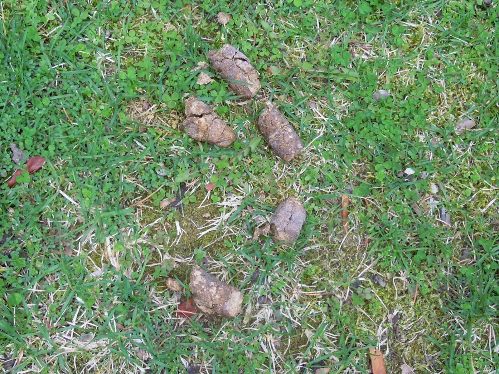 Ellen Alive!: Poop Parade!