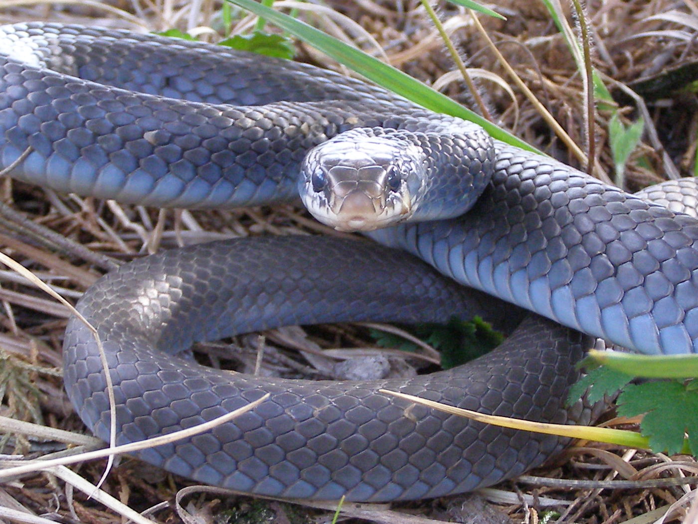 Blue Jay Barrens: Black Racer Looking Blue