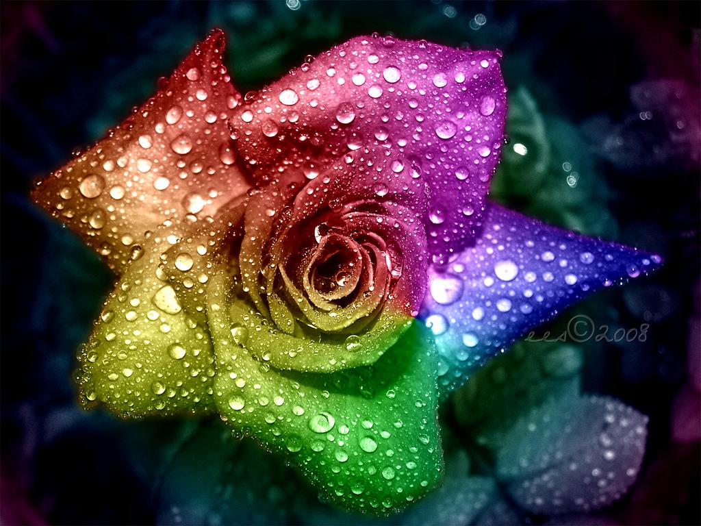 Most Beautiful Rainbow Roses... ~ Big Collection Spot