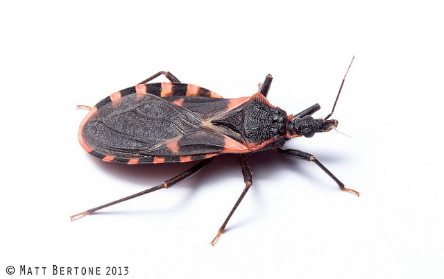 NC Urban Pests: Kissing Bugs and Chagas Disease in North Carolina