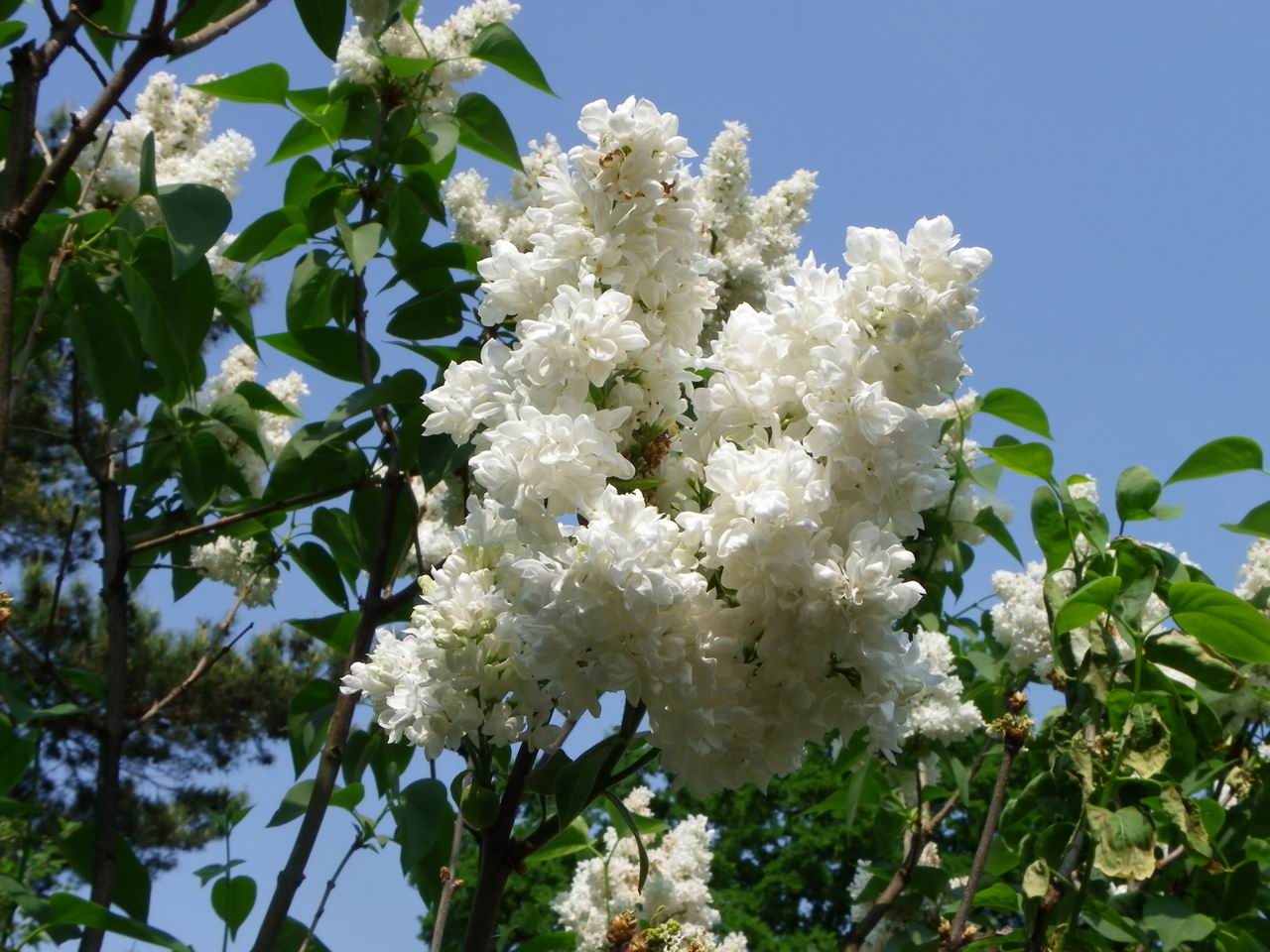 Le lilas blanc