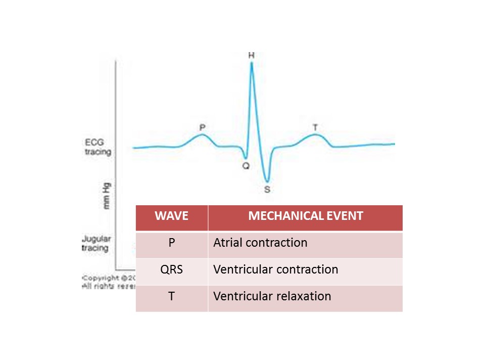 CVT Mohd Farid: Physiology Of The Heart-Cardiac Cycle