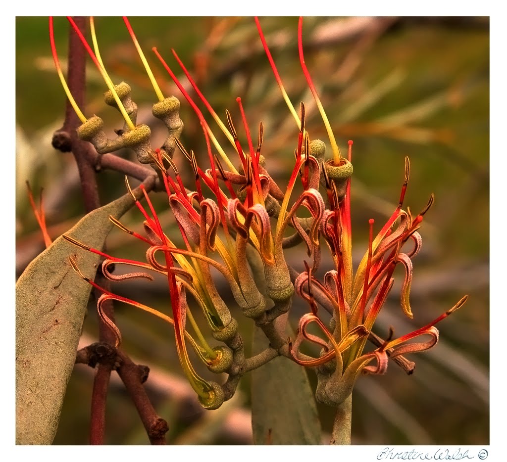 Images by Christine Walsh: 2011-06-19