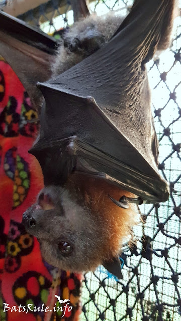 Tal'ngai Dha'run | Megabat | Leucistic Grey-headed (Flying-fox) (Fruit bat)