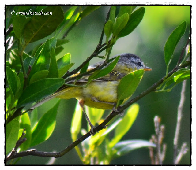 The Grey-hooded warbler (Phylloscopus xanthoschistos) Picture and Detail