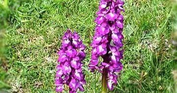 சாலாமிசிரி,சாலமிசிரி - Saalamisri - saalaamisiri - ஔசதம் - OWSHADHAM