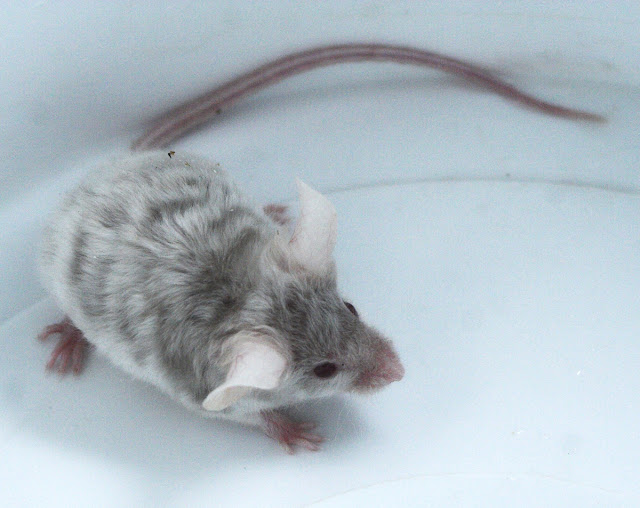 Picobello. Hodowla myszy rasowych.