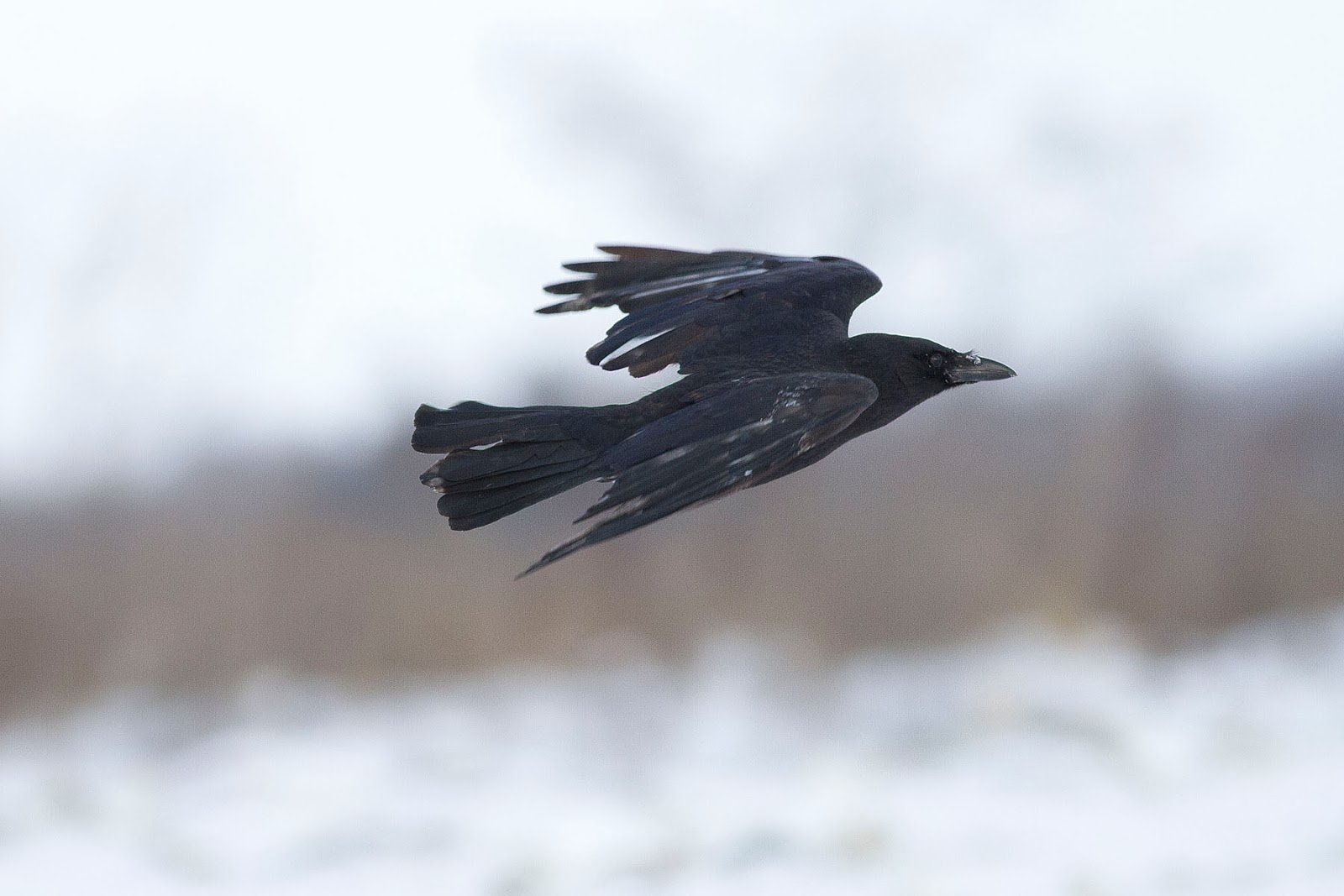 Ann Brokelman Photography: Common Raven - one a little bit different ...