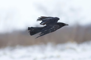 Ann Brokelman Photography: Common Raven - one a little bit different ...