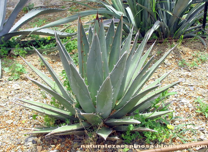 Naturaleza espinosa: Agave ghiesbreghtii