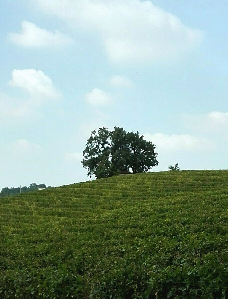 Fotografando...: Tra Gavi e Novi Ligure (AL)