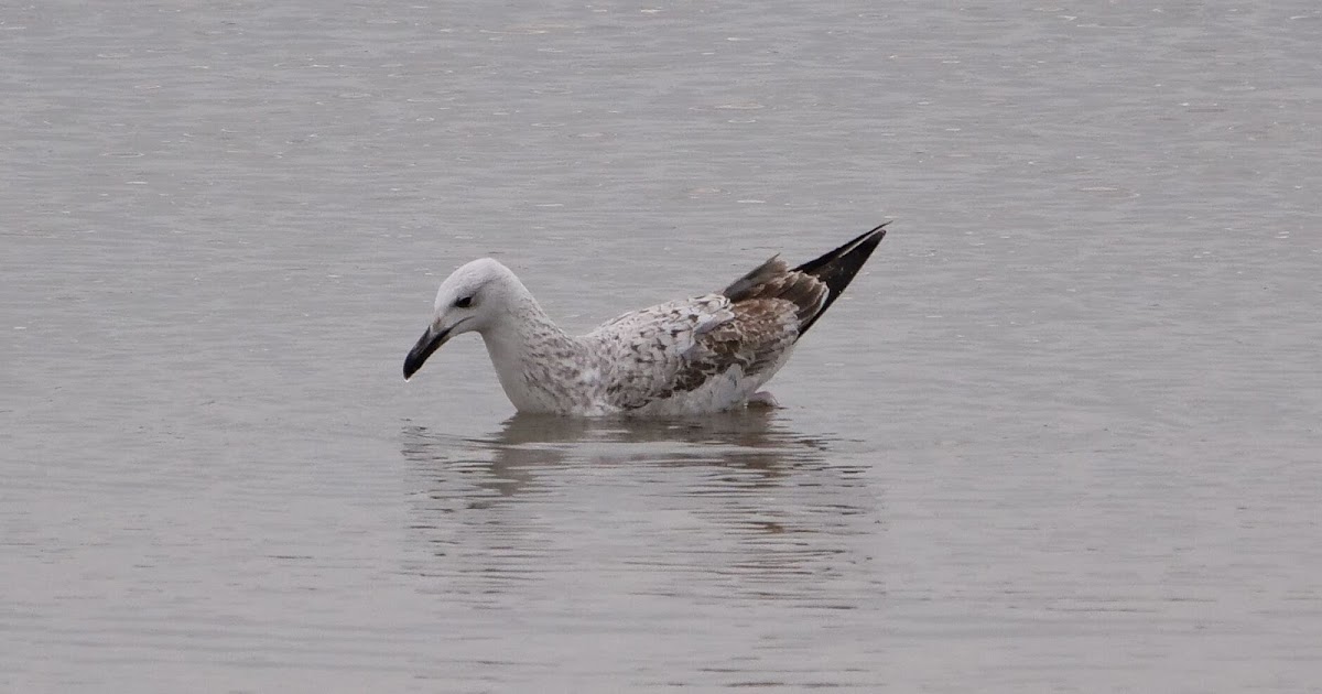 CAMBRIDGESHIRE BIRD CLUB GALLERY: Caspian Gull
