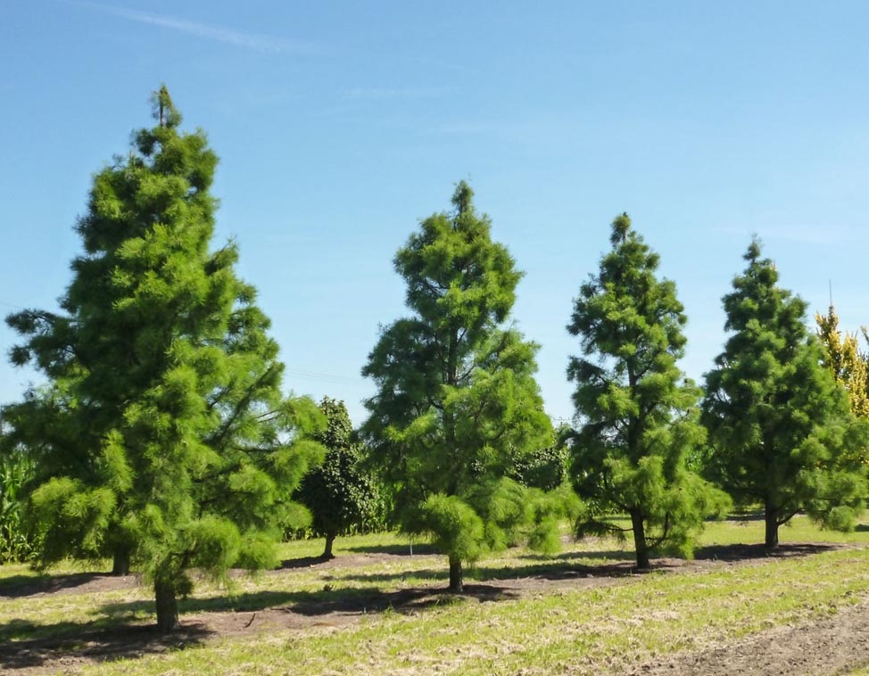 Trees Planet: Taxodium ascendens - Pond Cypress