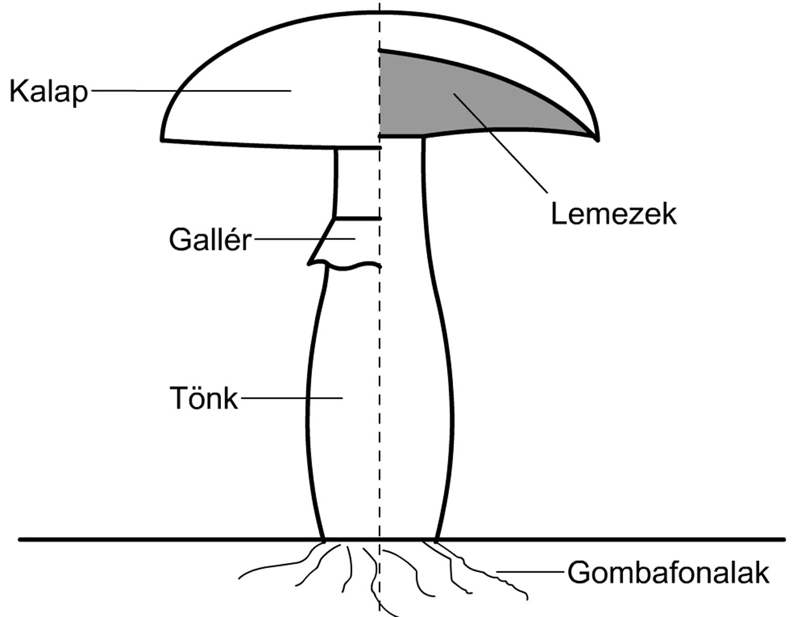 Ady Endre Alapiskola Párkány: A gombák