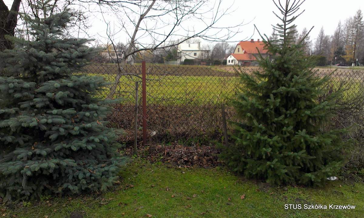 Ogrodniczy Blog: ogłoszenie - zakończenie sprzedaży choinek doniczkowanych