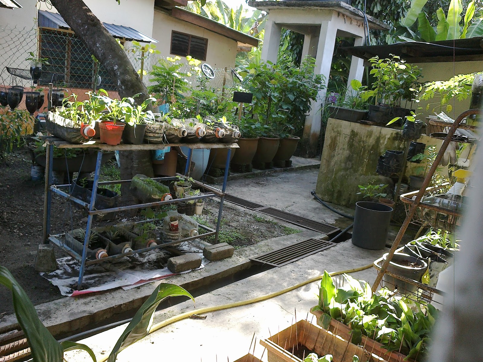 cik azz: Gambar kebun mini lagi. :D