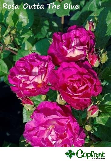 IL TUO COMUNICATO STAMPA: Coplant di Canneto sull'Oglio produce in ...