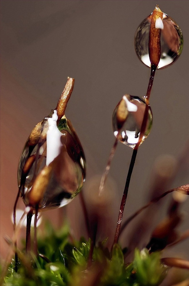 DUE DROPS PHOTOS - world pics