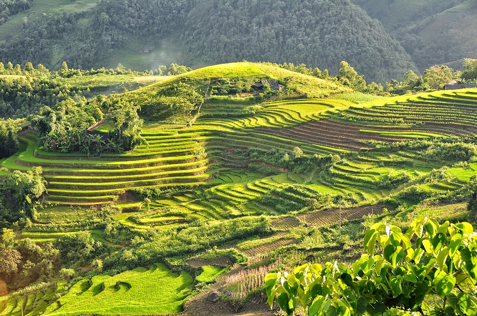 5-five-5: Sapa terraces (Sapa - Vietnam)