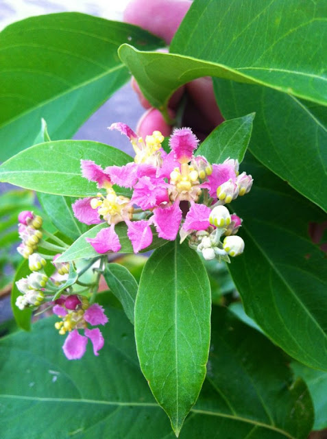 Ethnobotanical Review: Ayahuasca In Bloom..In my Yard