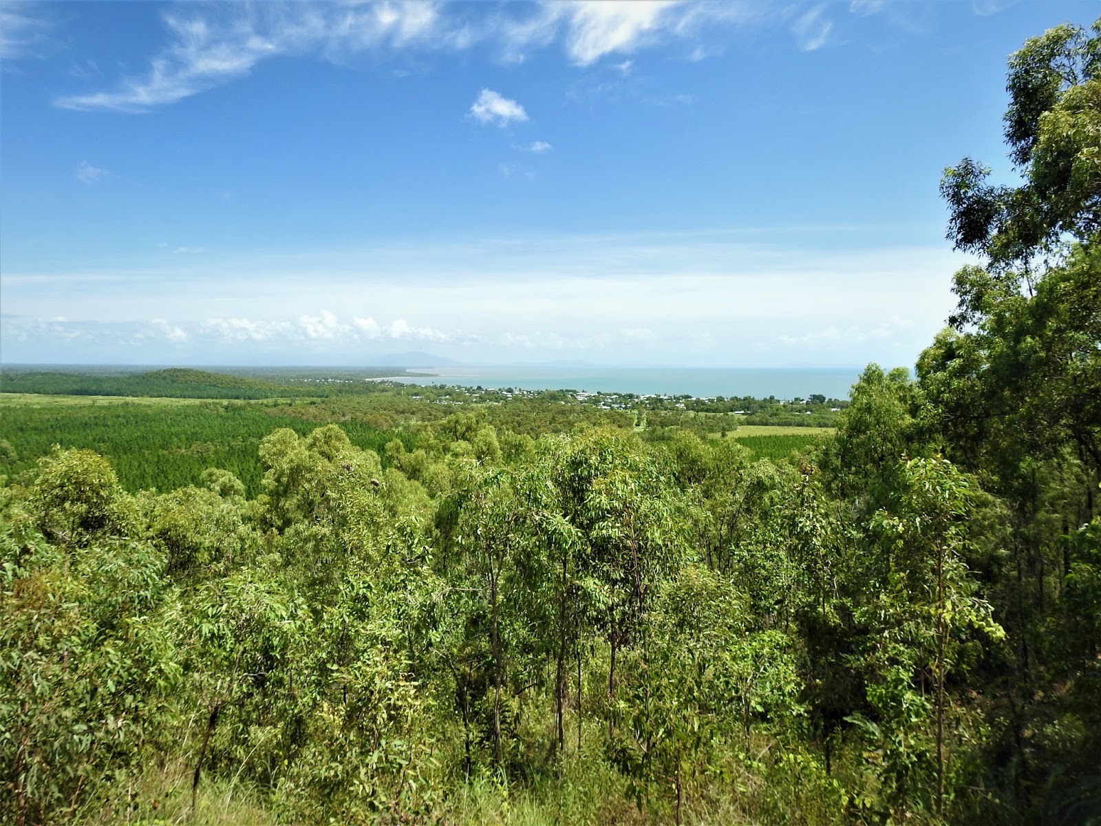 Ocean Crave: Cardwell's enchanted forest - Cardwell, North Queensland
