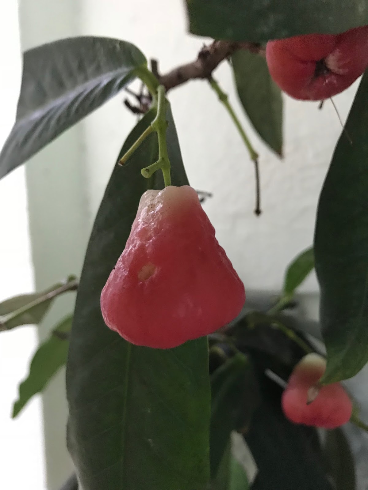 BONSAI.LUIZ RANGEL: JAMBO ROSA