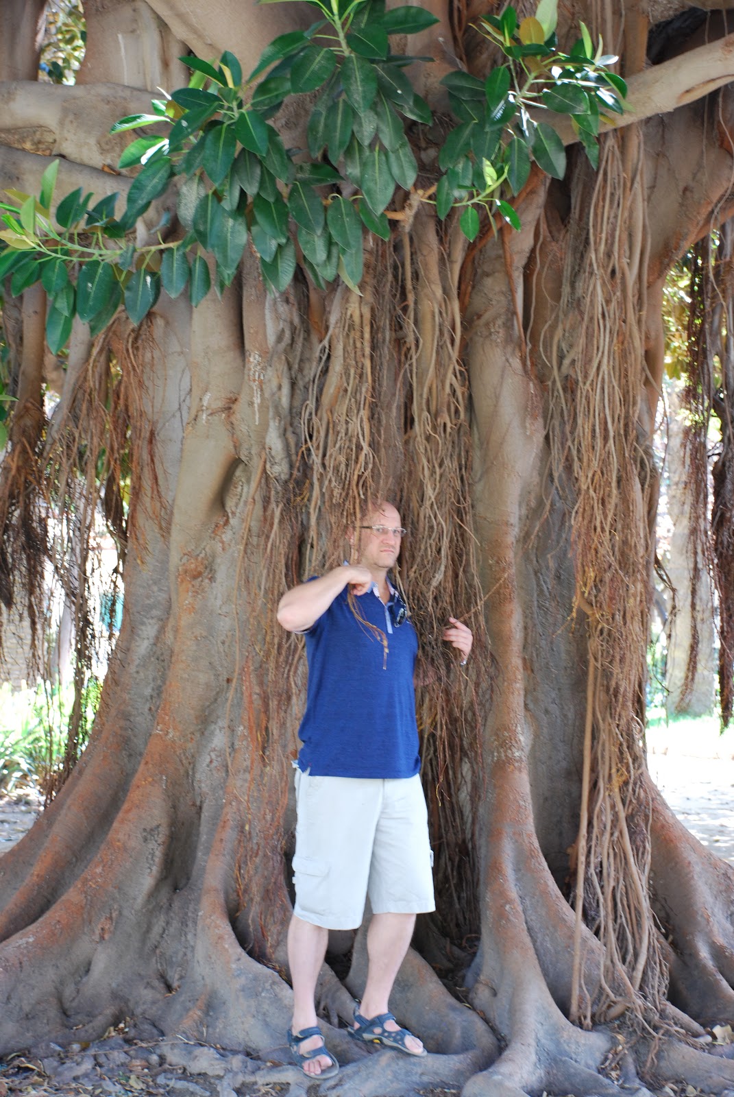 FICUS ELASTICA |The Garden of Eaden