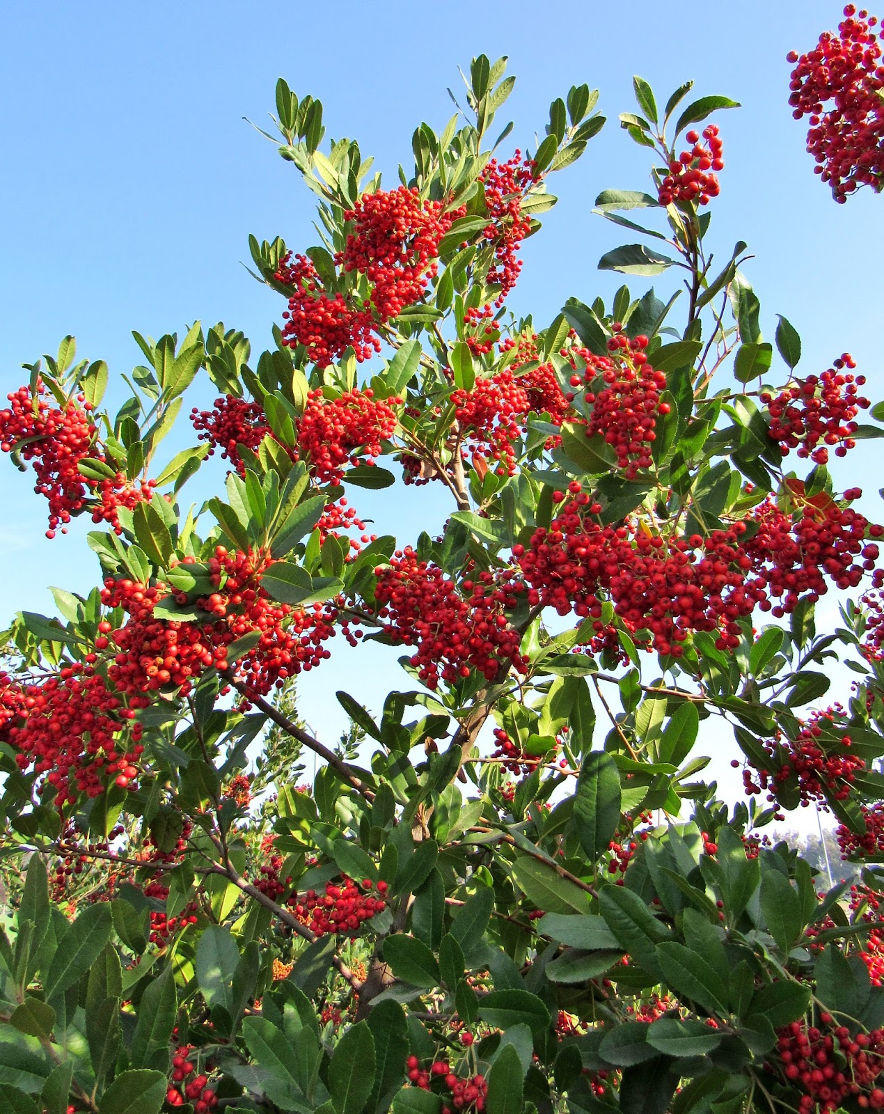 Evergreen Shrubs With Red Berries In Winter Télécharger | Unique PhotoPNG