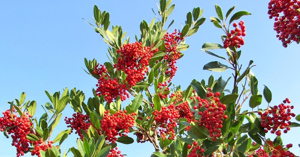 California Christmas Berry